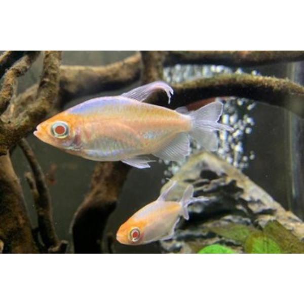 Albino Congo Tetra | Legacy Aquatics & Reptiles NZ