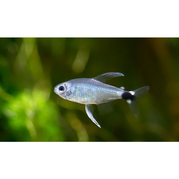 Reed Tetra | Legacy Aquatics & Reptiles NZ