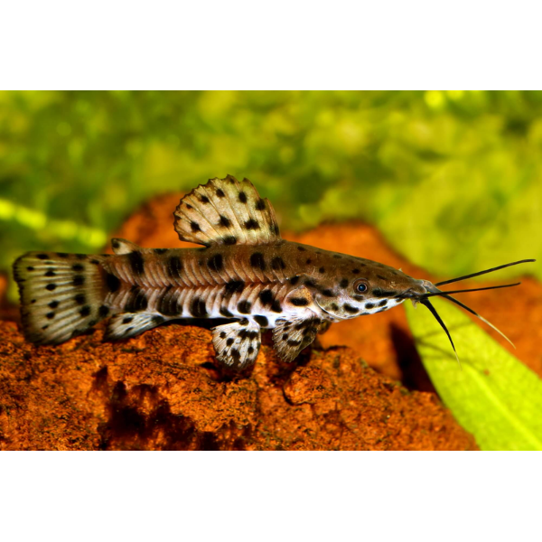 Port Hoplo Catfish | Legacy Aquatics & Reptiles NZ