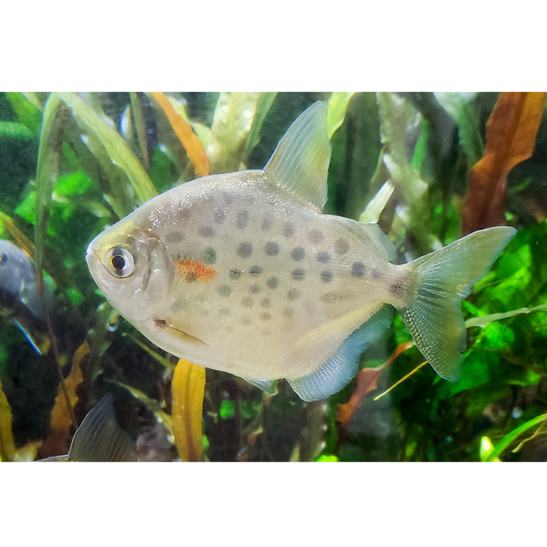 Spotted Silver Dollar | Legacy Aquatics & Reptiles NZ