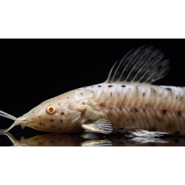 Albino Port Hoplo Catfish | Legacy Aquatics & Reptiles NZ