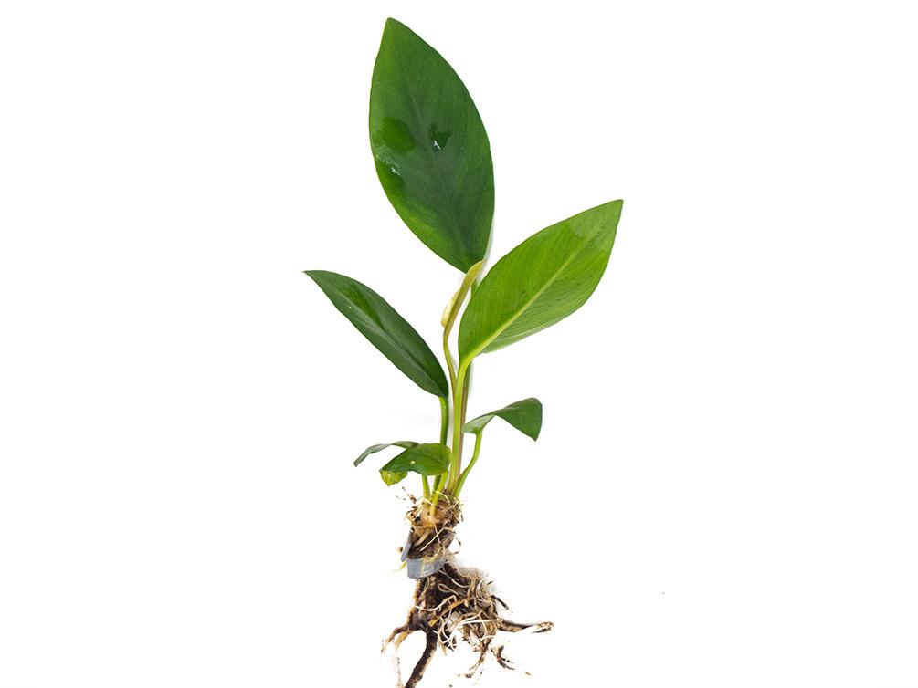 Anubias Afzelii Live Plant | Legacy Aquatics & Reptiles NZ