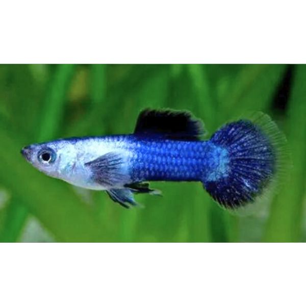 Dwarf Electric Blue Panda Guppy Livebearer | Legacy Aquatics & Reptiles NZ