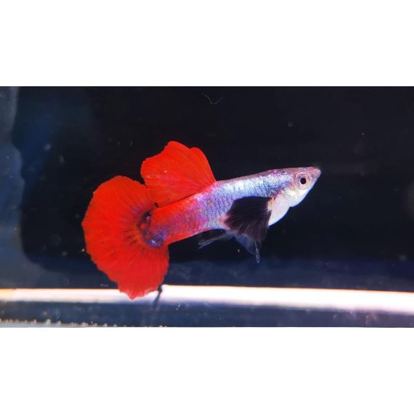 Red Magano Elephant Ear Guppy Livebearer | Legacy Aquatics & Reptiles NZ