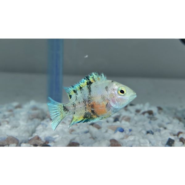 Marble Convict Cichlid | Legacy Aquatics & Reptiles NZ