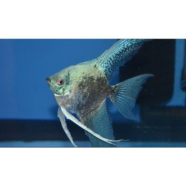 Angelfish Blue Neon/Smokey | Legacy Aquatics & Reptiles NZ