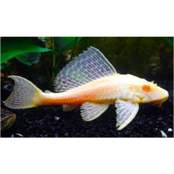 Albino Red Spot Pleco | Legacy Aquatics & Reptiles NZ