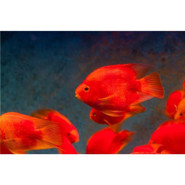 Parrot Cichlid Blood Red | Legacy Aquatics & Reptiles NZ