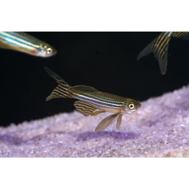 Zebra Longfin Danio | Legacy Aquatics & Reptiles NZ