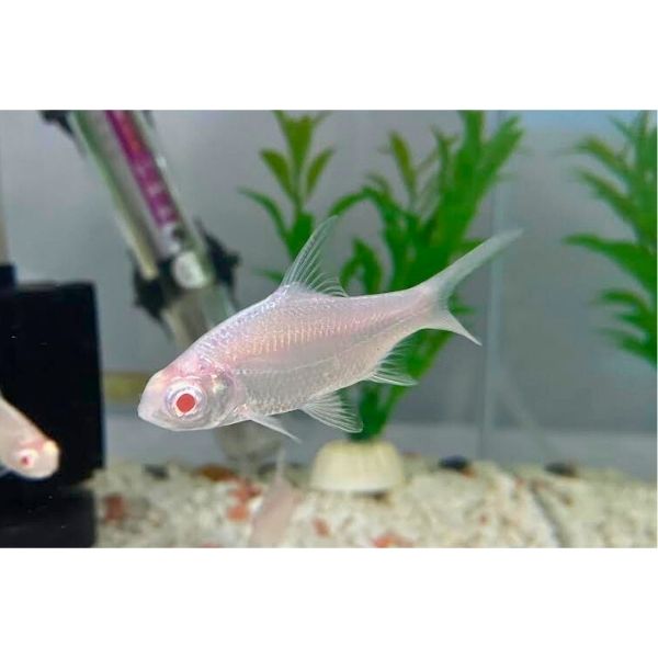 Tinfoil Barb Platinum Albino | Legacy Aquatics & Reptiles NZ