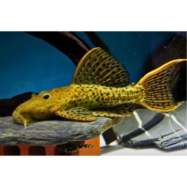 Spiny Monster/Spotted Cactus Pleco | Legacy Aquatics & Reptiles NZ