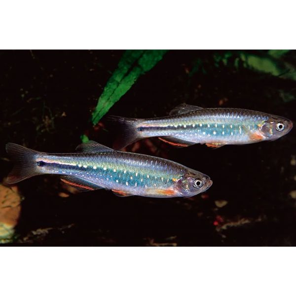 Yoma Danio (Wild Caught) | Legacy Aquatics & Reptiles NZ